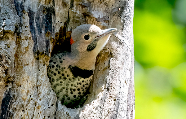 Buffalo Ornithological Society | NYS Breeding Bird Atlas