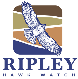 Buffalo Ornithological Society | Ripley Hawk Watch